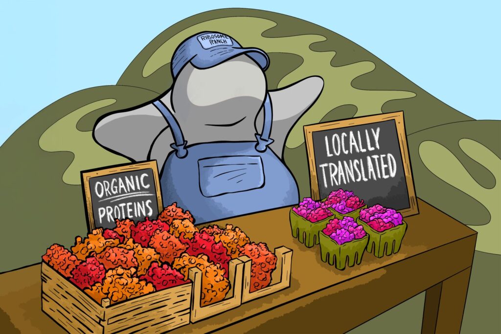 Locally produced proteins help mitochondria function | MIT News ...